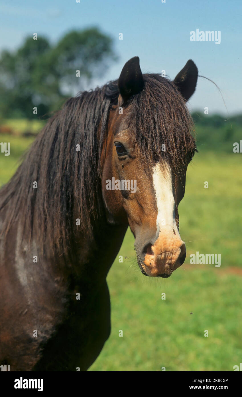 Welsh - Pony - Hengstporträt, Welsh Pony and Cob Stock Photo - Alamy