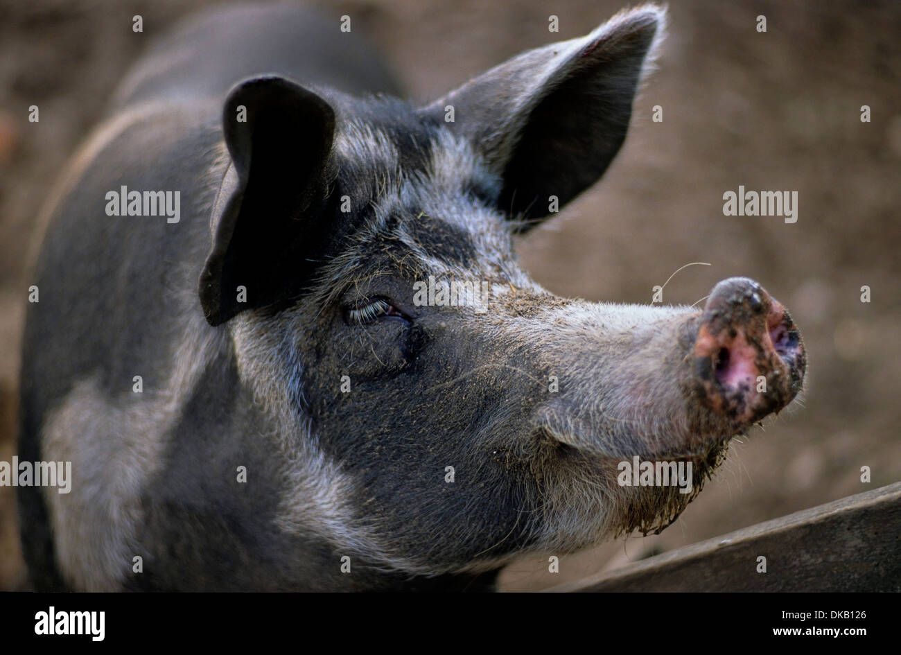 Danish landrace pig hi-res stock photography and images - Alamy