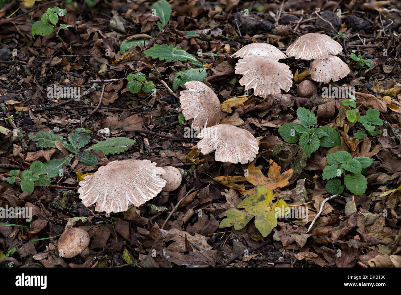 yellow stainer fungus (Agaricus xanthodermus Stock Photo - Alamy