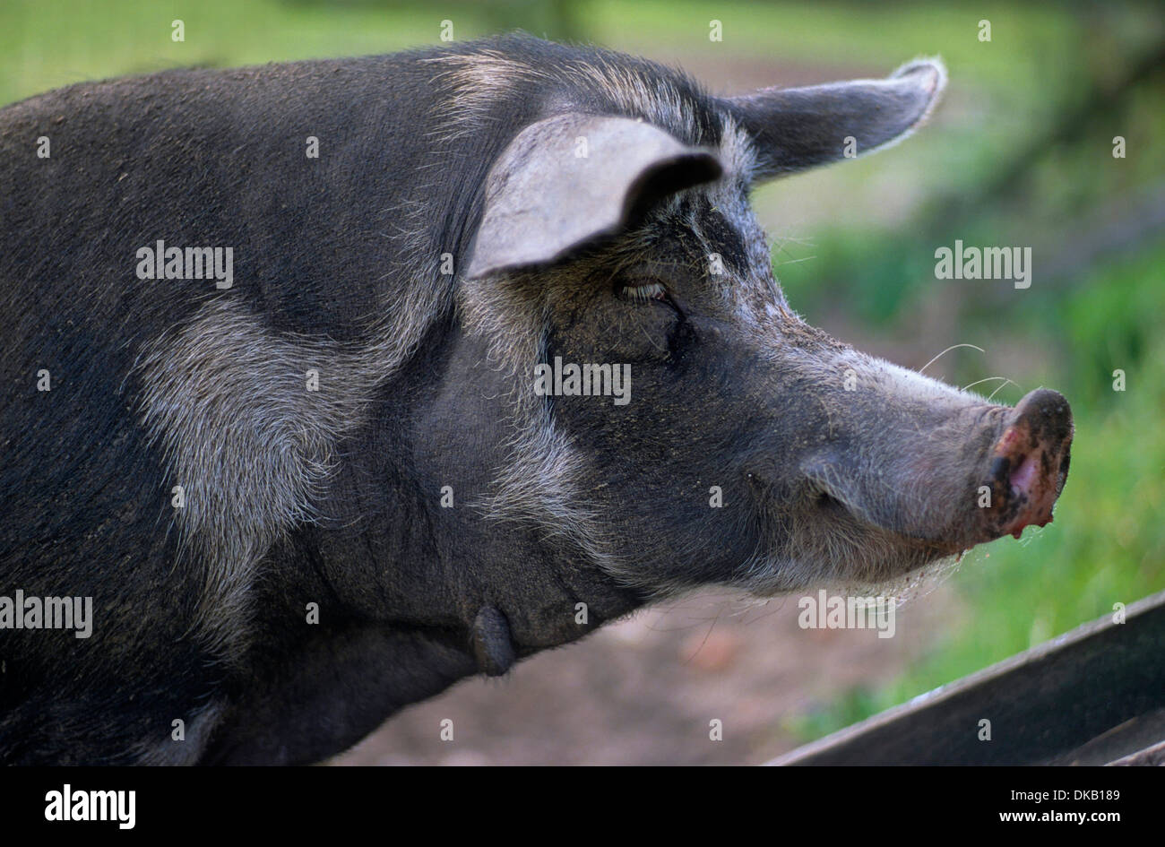 Danish landrace pig hi-res stock photography and images - Alamy