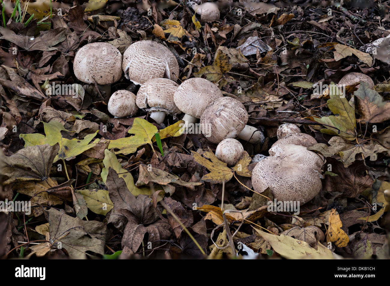 yellow stainer fungus (Agaricus xanthodermus Stock Photo - Alamy
