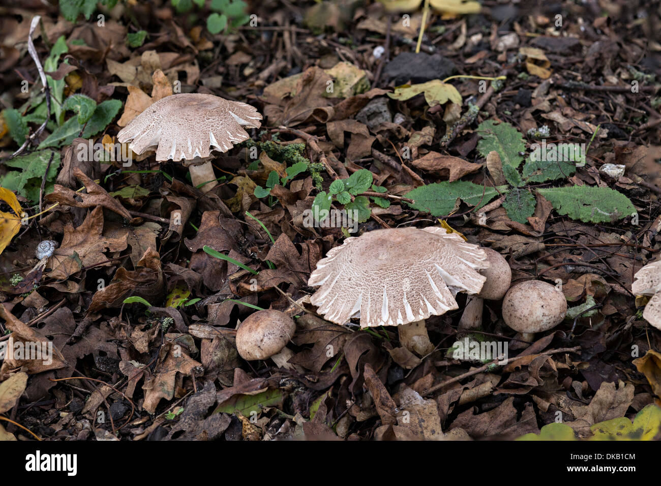 yellow stainer fungus (Agaricus xanthodermus Stock Photo - Alamy