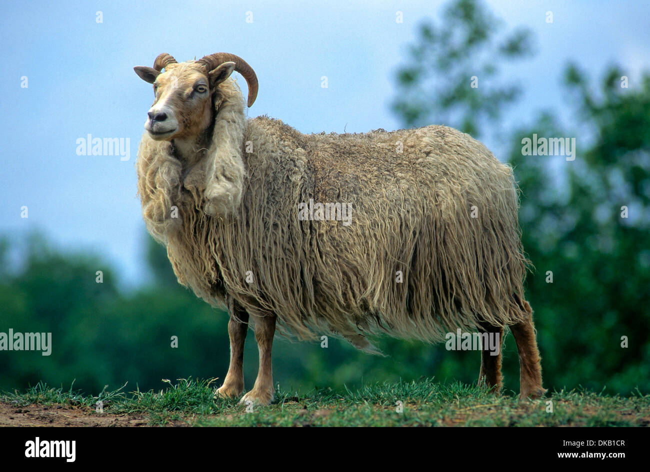 Long horn sheep hi-res stock photography and images - Alamy