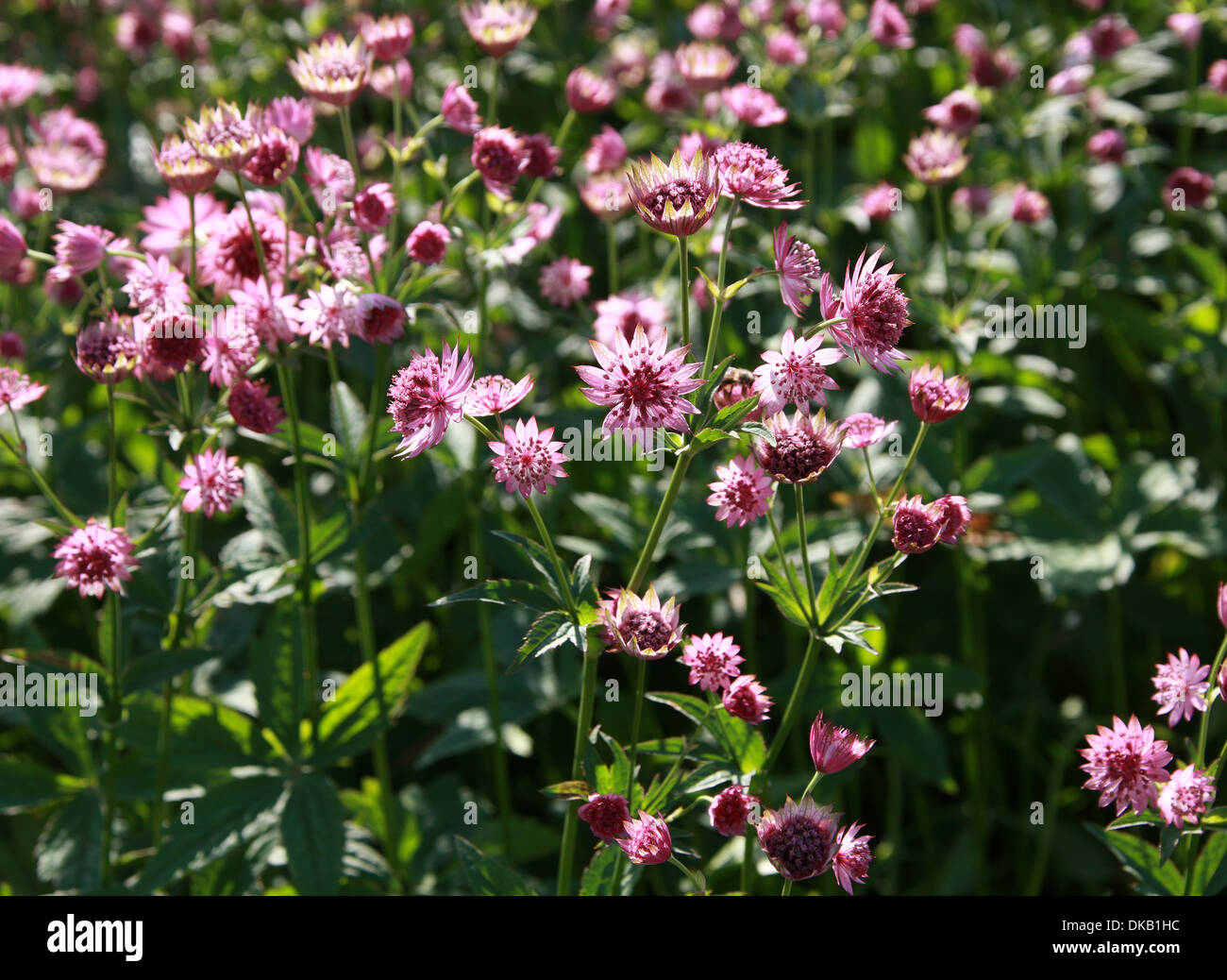 Astrantia masterwort astrantia major pink hi-res stock photography and ...