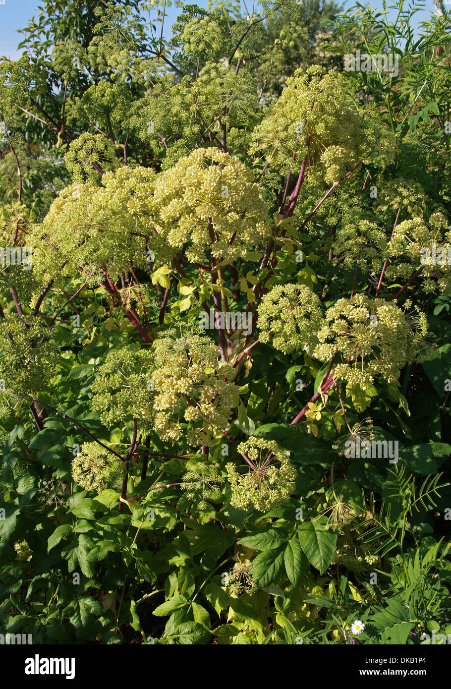 Wild Angelica, Woodland Angelica, Ground Ash, Holy Ghost, Angelica ...