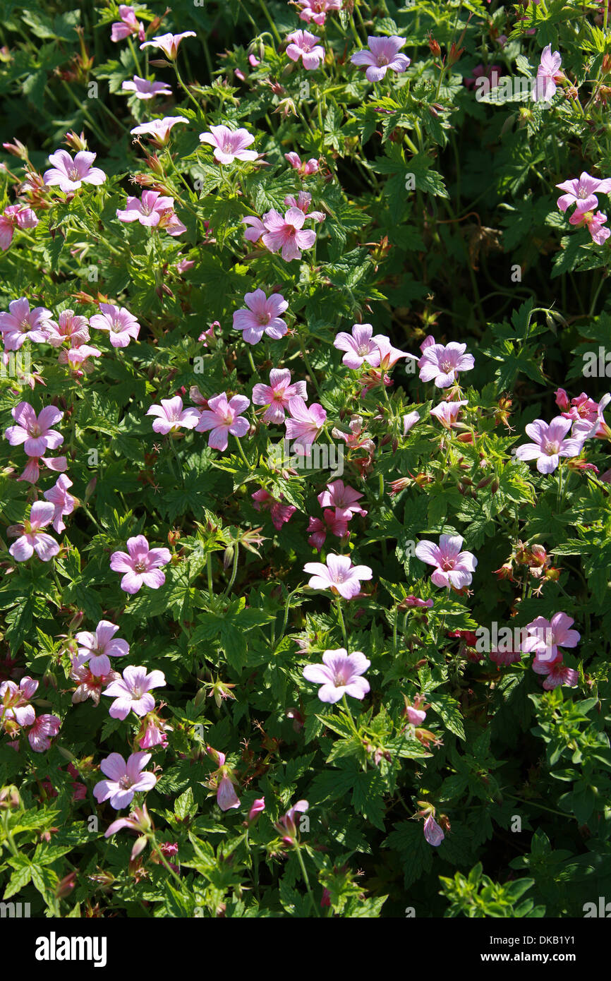 Cranesbill, Geranium x oxonianum "Wargrave Pink", Geraniaceae Stock ...