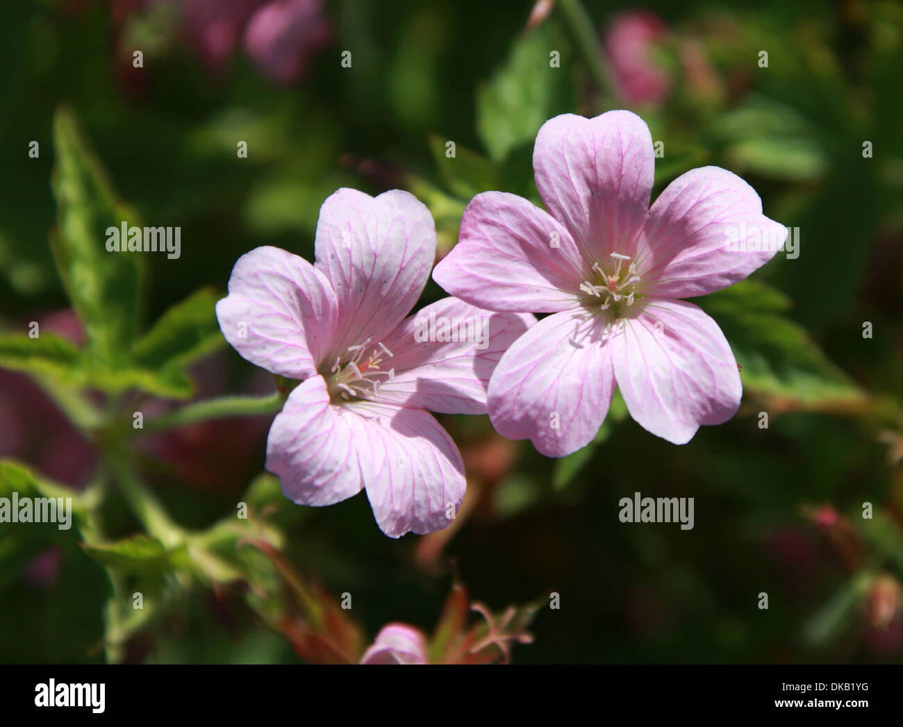 Cranesbill, Geranium x oxonianum "Wargrave Pink", Geraniaceae Stock ...