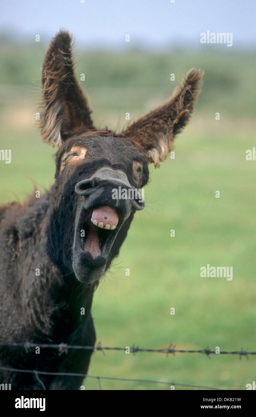 Poitou donkey, Poitou ass, Poitevin donkey, Poitou-Riesen-Esel, Poitou ...