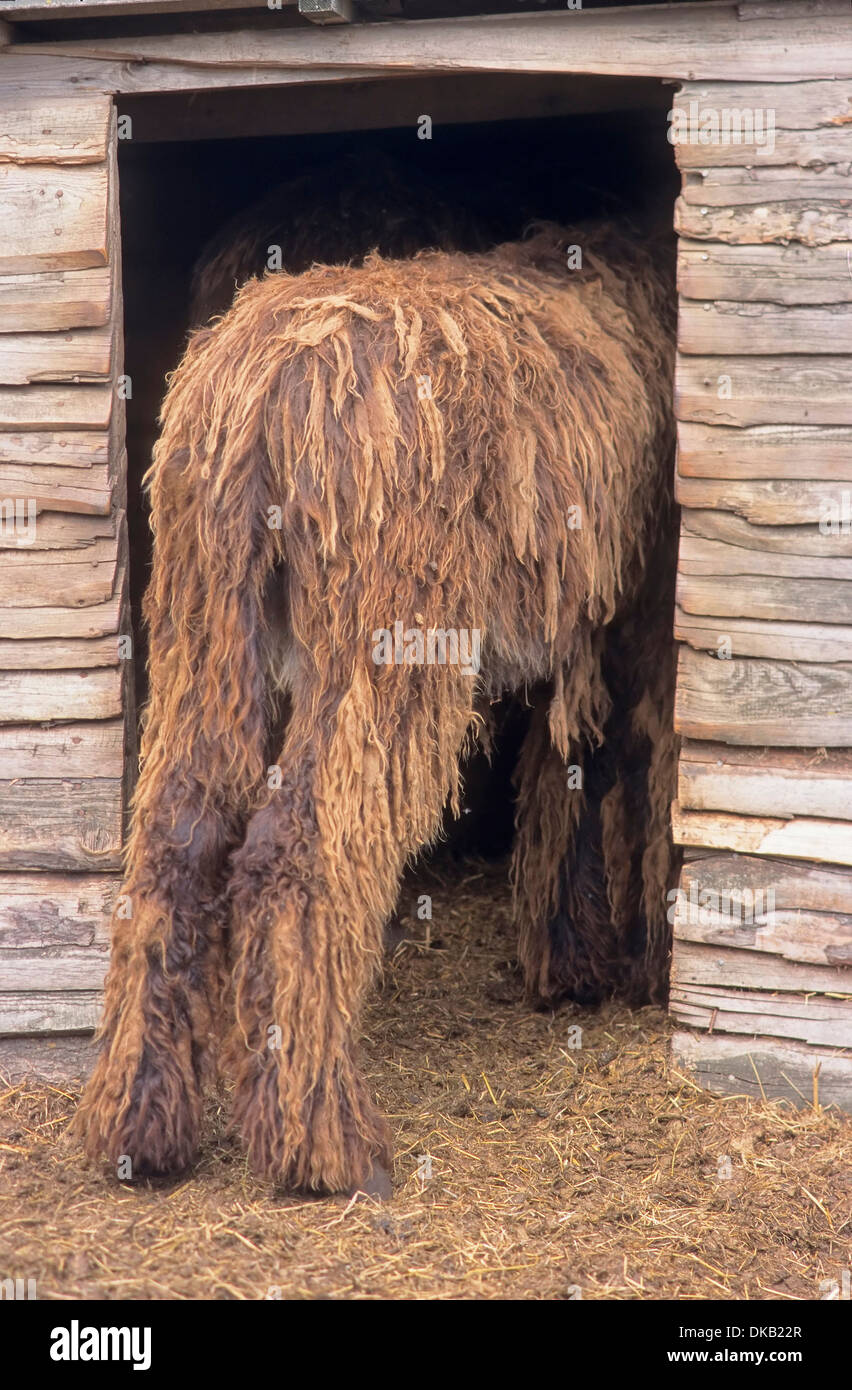 Poitou-Riesen-Esel mit Ziege, Poitou-Esel, Baudet du Poitou Stock Photo ...