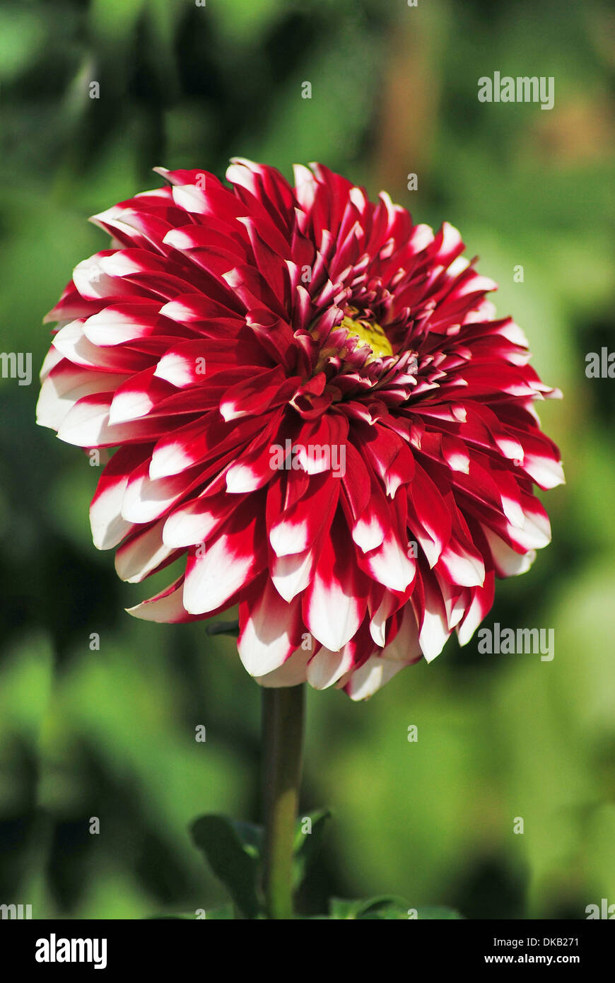 India dahlia flower hi-res stock photography and images - Alamy
