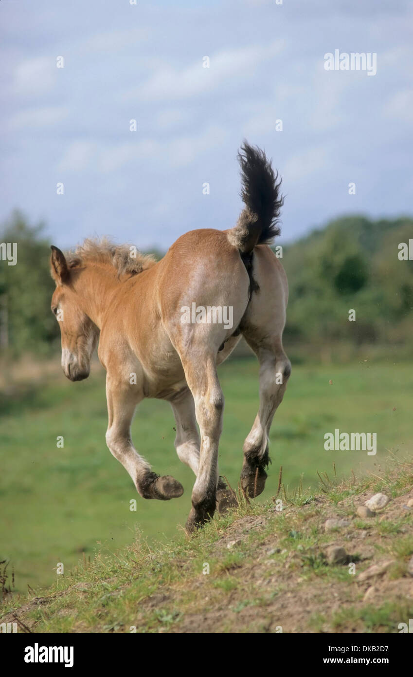 Belgian Draft Horse Brabant, foal Stock Photo - Alamy
