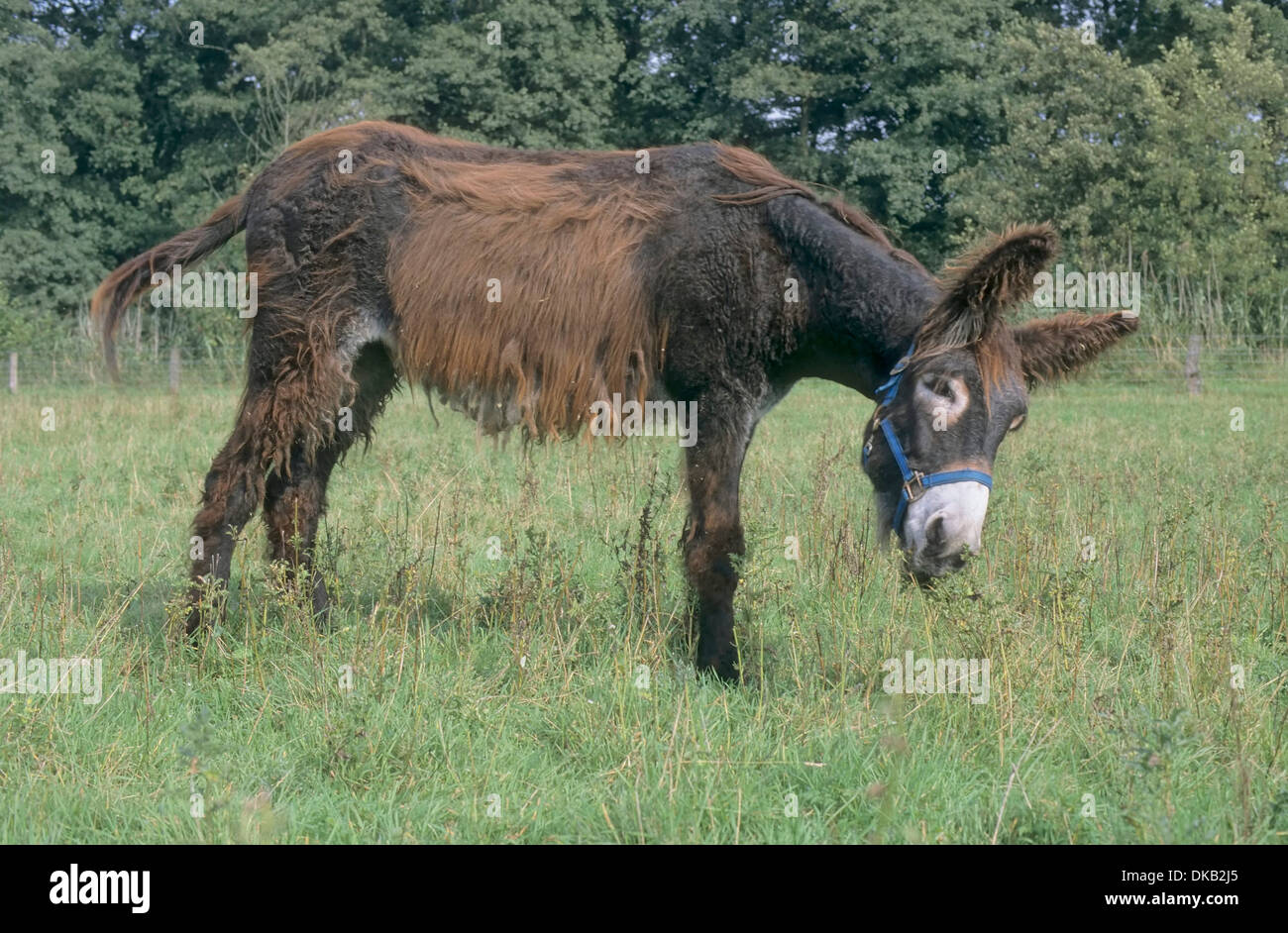 Poitou donkey, Poitou ass, Poitevin donkey, Poitou-Riesen-Esel, Poitou ...
