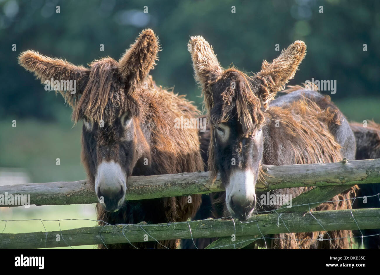 Poitou donkey, Poitou ass, Poitevin donkey, Poitou-Riesen-Esel, Poitou ...