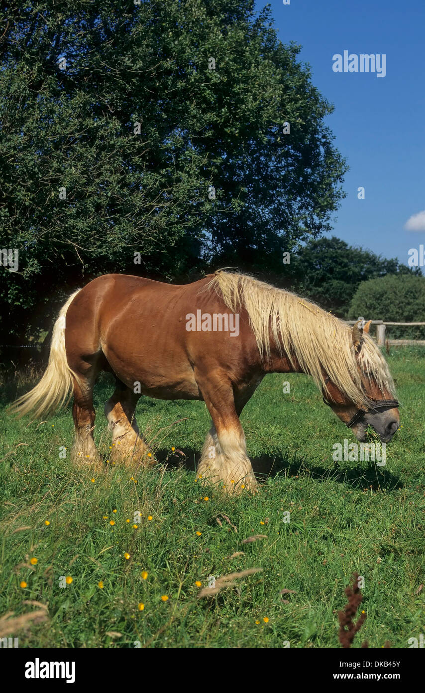 Blond stallion hi-res stock photography and images - Alamy