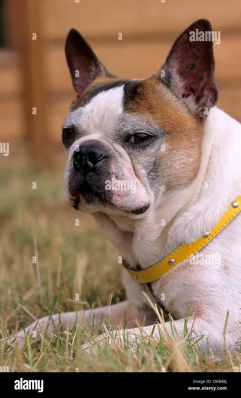 Boston Terrier, FCI - Standard Nr. 140 Stock Photo - Alamy