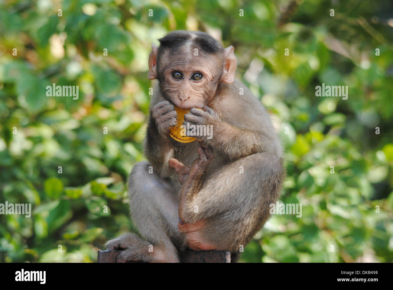 Baby Monkey eating something, Pune, Maharashtra Stock Photo - Alamy