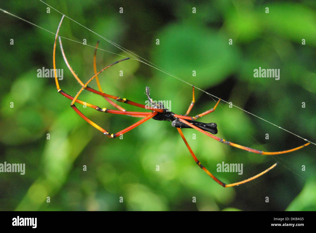 Spider crawling hi-res stock photography and images - Alamy