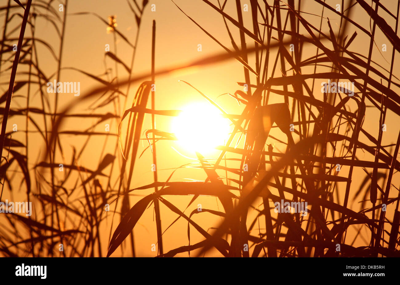 view on sunset through reed Stock Photo - Alamy