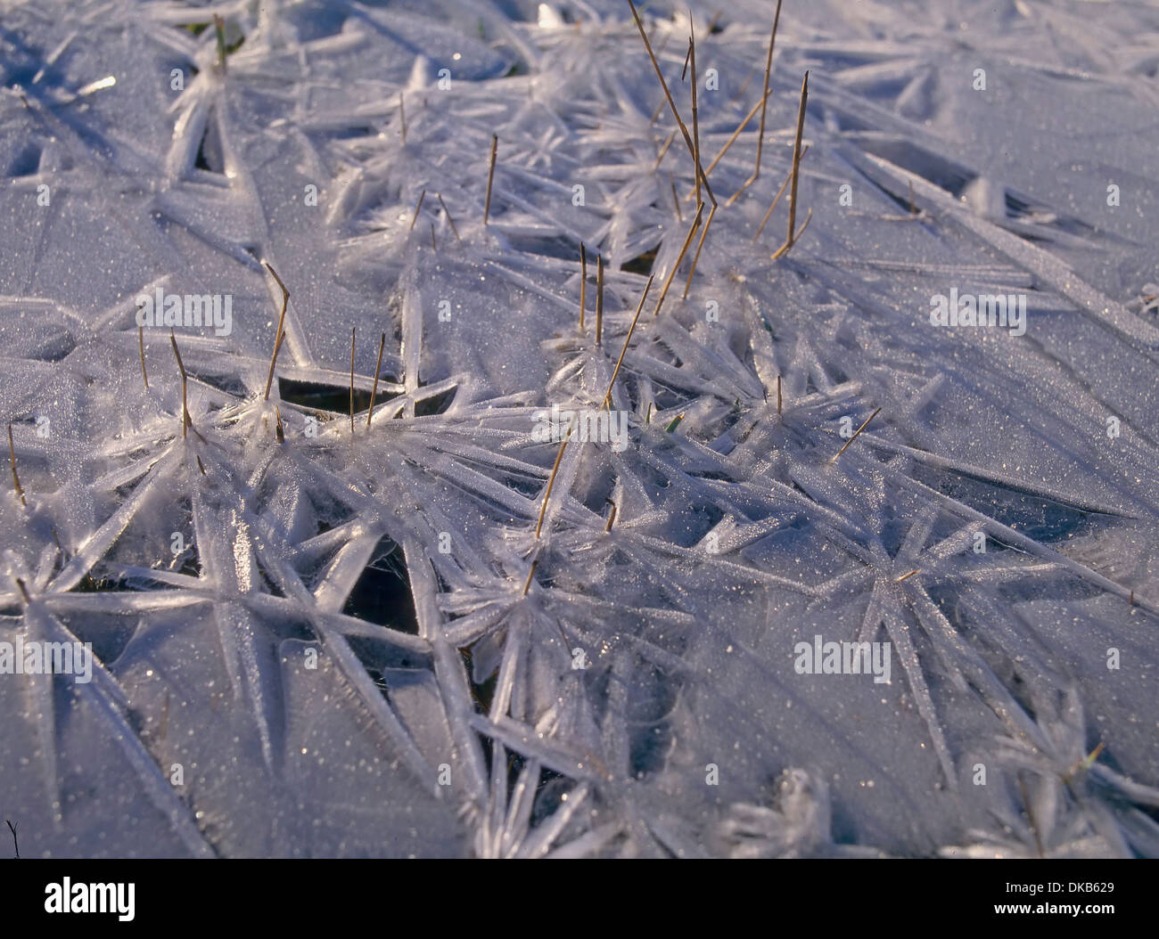 Eisblume hi-res stock photography and images - Alamy