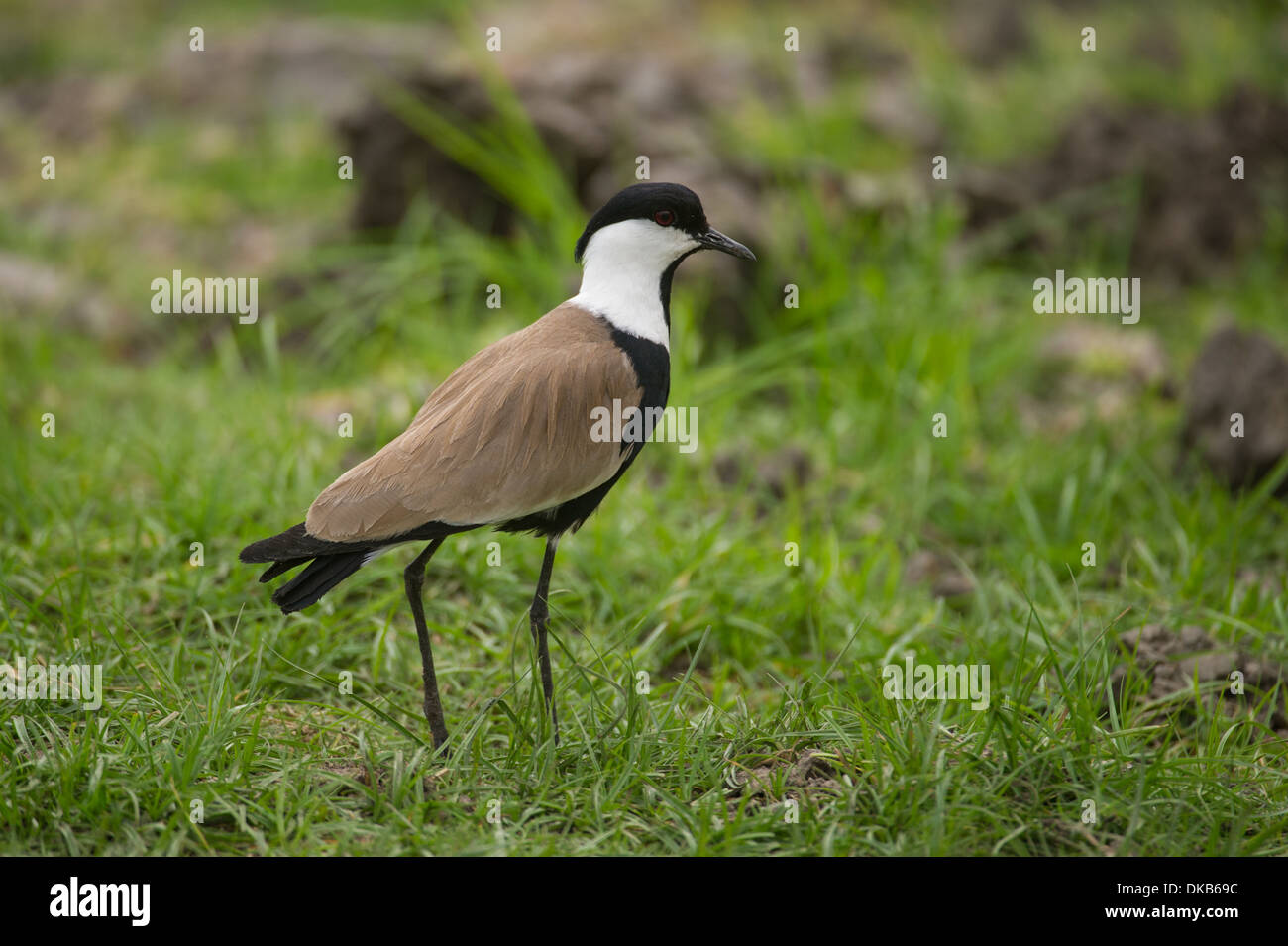Spur-winged lapwing (Vanellus spinosus), Katavi National Park, Tanzania ...