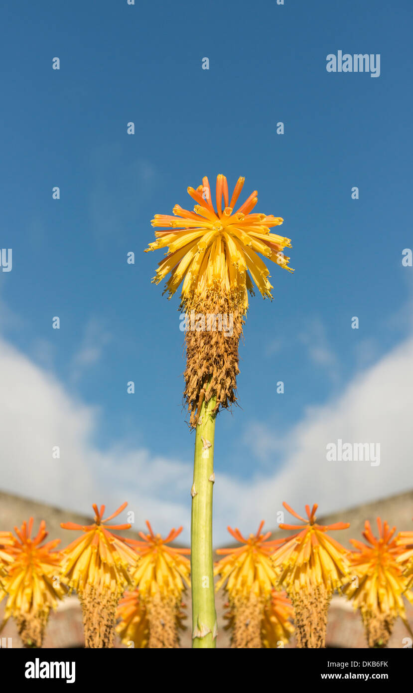 Yellow torch lily hi-res stock photography and images - Alamy