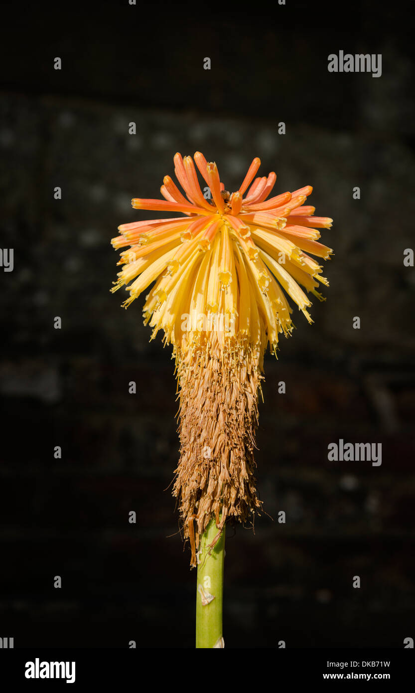 Kniphofia Stock Photos & Kniphofia Stock Images - Alamy