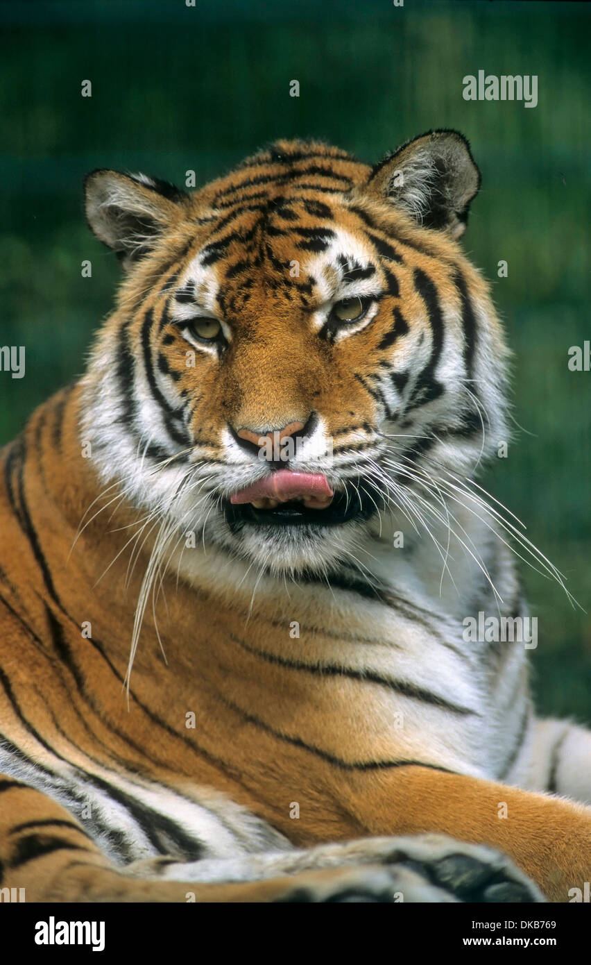 Bengal tiger koenigstiger panthera tigris hi-res stock photography and ...