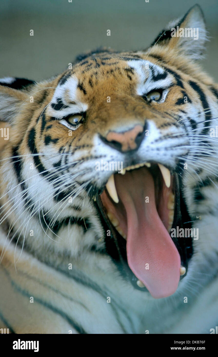 Hissing tiger hi-res stock photography and images - Alamy