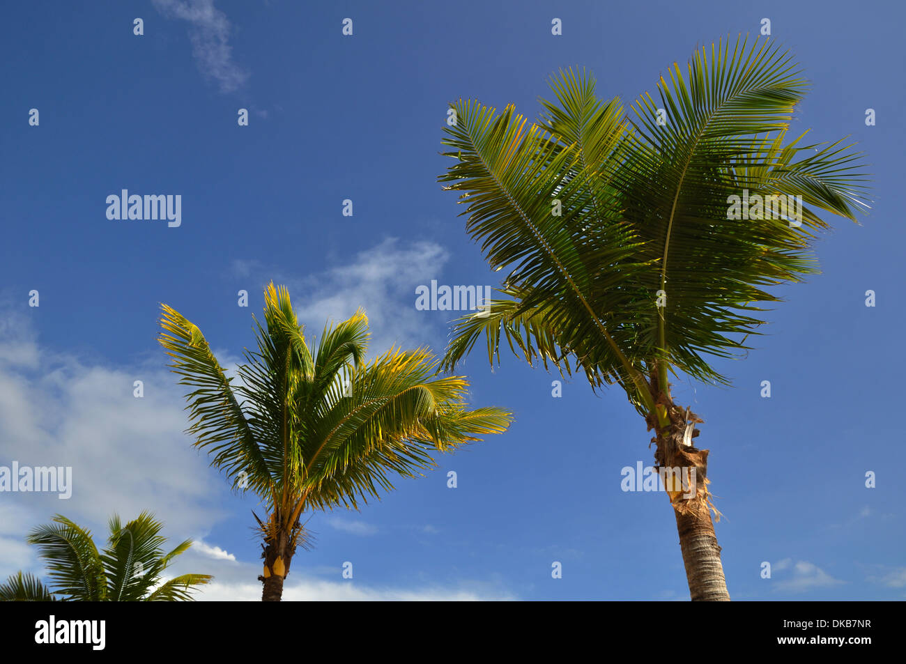 Sun sunshine palm tree hi-res stock photography and images - Alamy