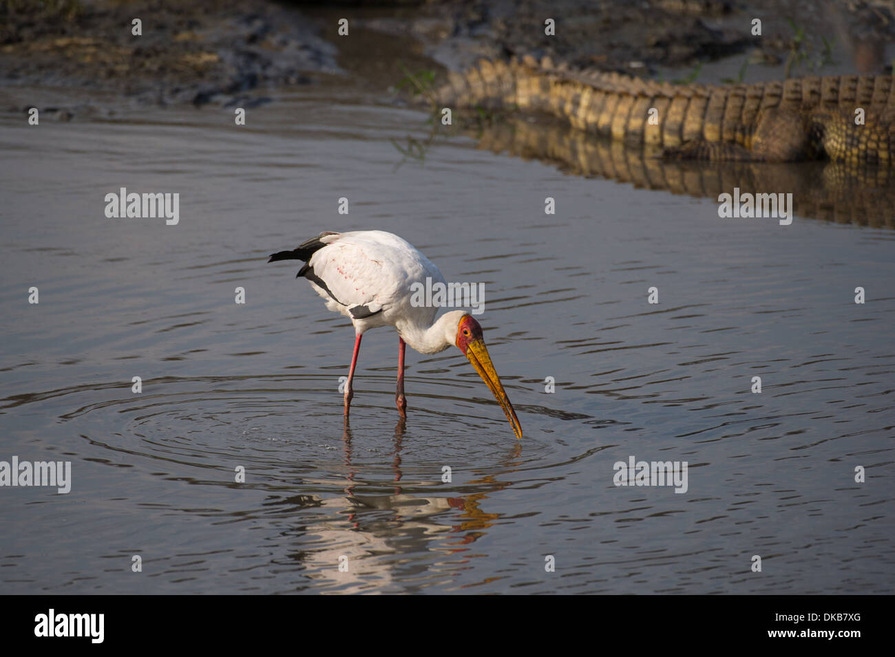 Yellow-billed Stork (Mycteria ibis) wading to catch fish next to a Nile ...