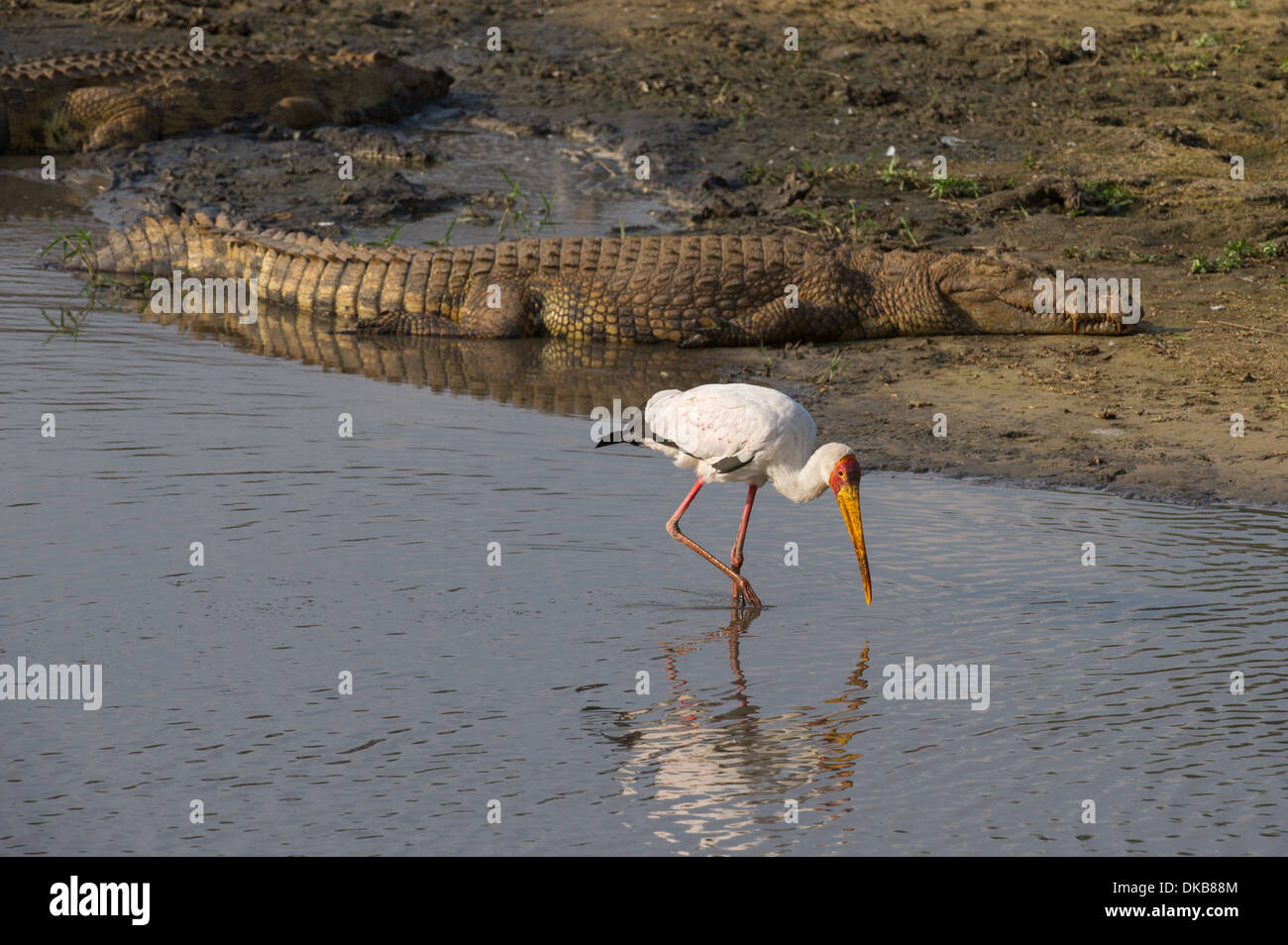 Yellow-billed Stork (Mycteria ibis) wading to catch fish next to a Nile ...