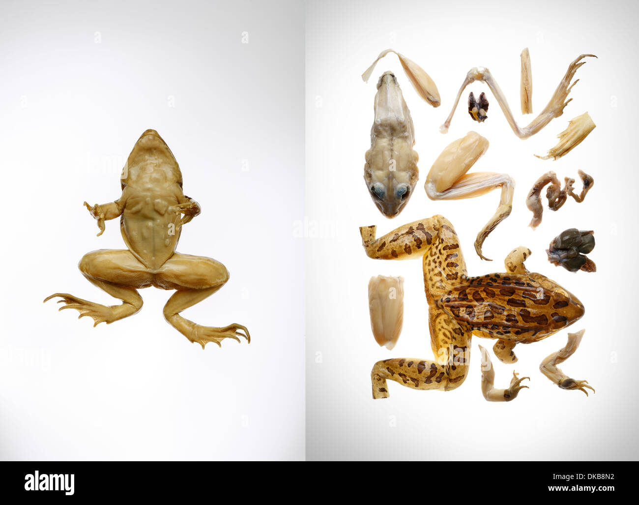 Frog and kit to make frog Stock Photo - Alamy