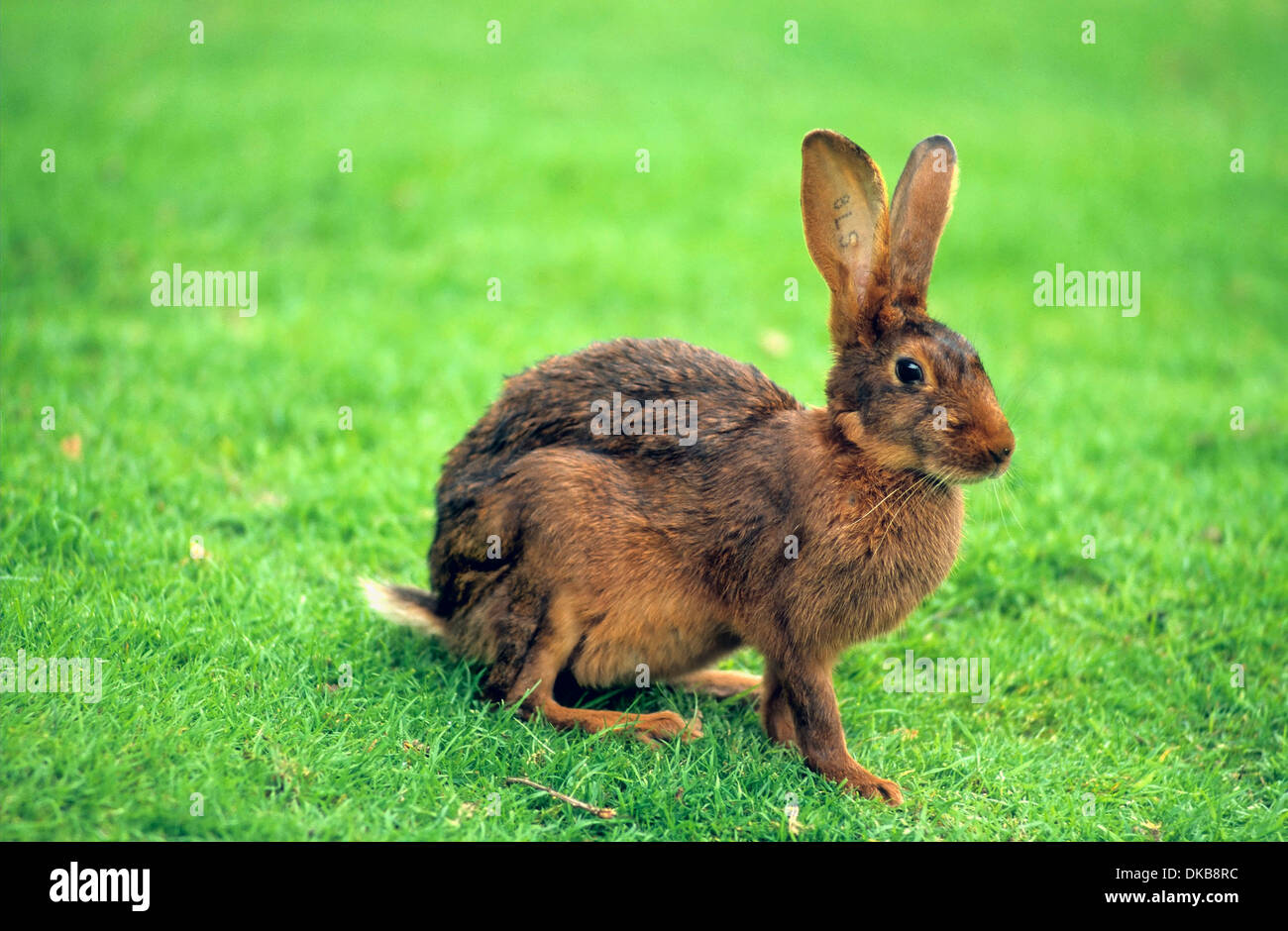 Belgian Hare Texas