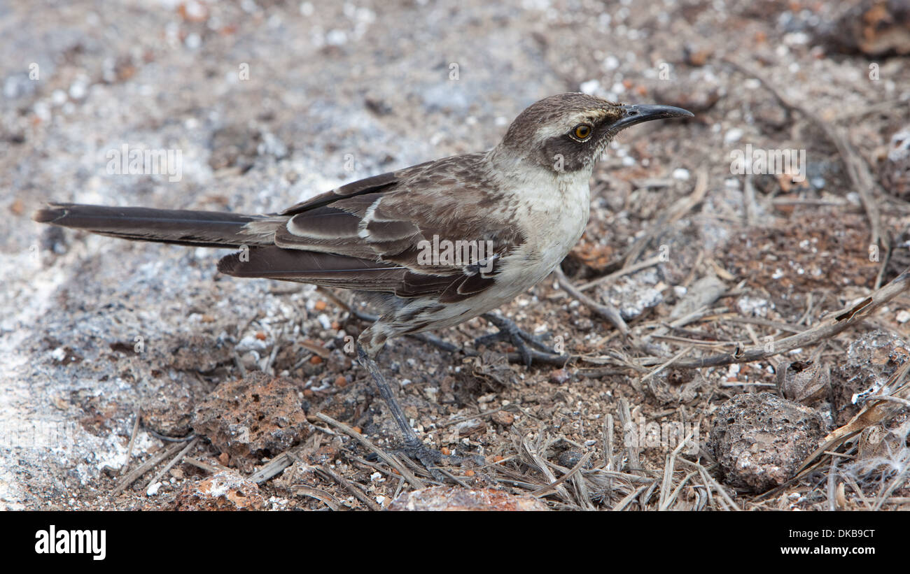 Galapagos Mockingbird [Nesomimus parvulus] animal Stock Photo - Alamy