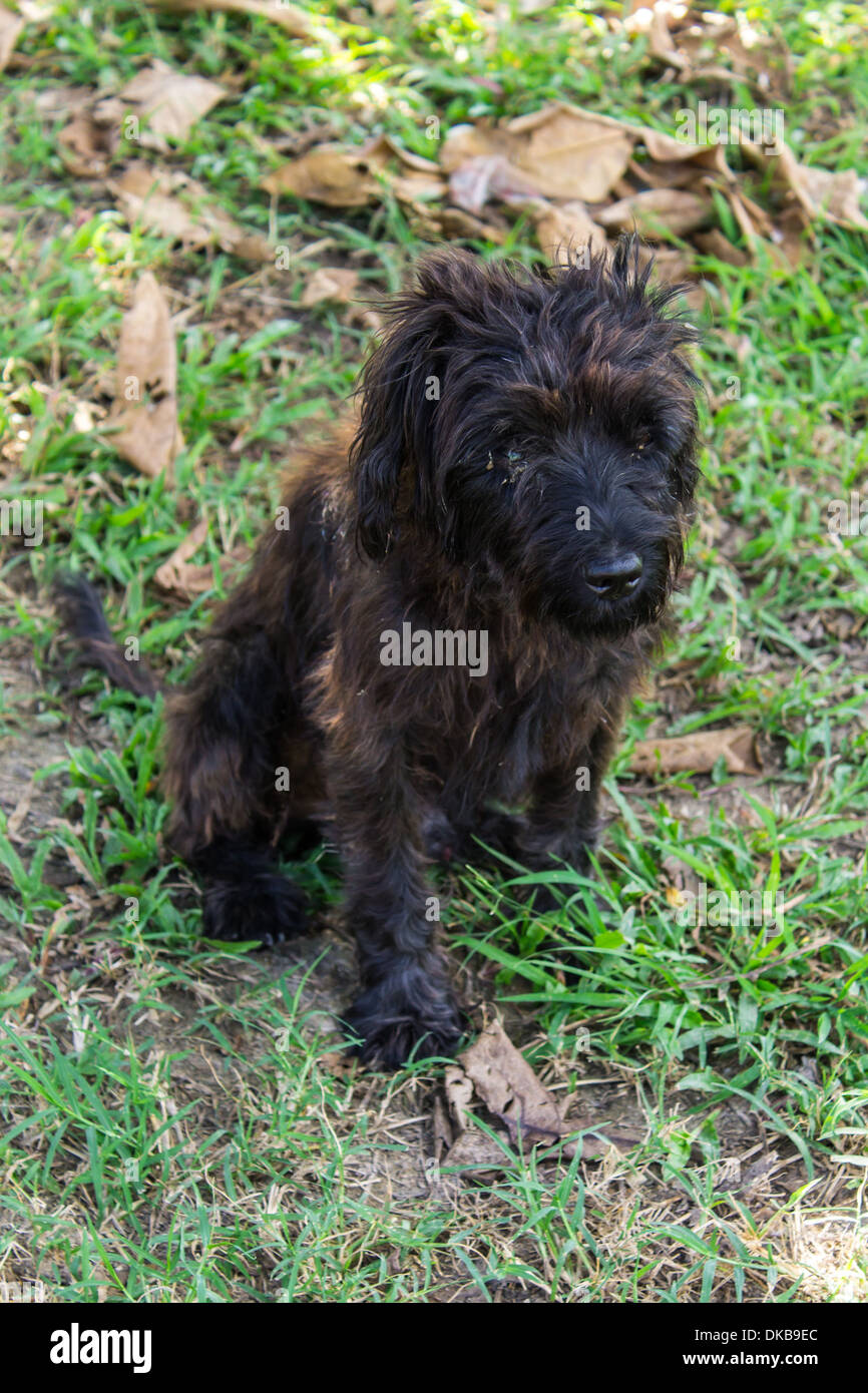 Stray Dog In The Lawn Stock Photo - Alamy