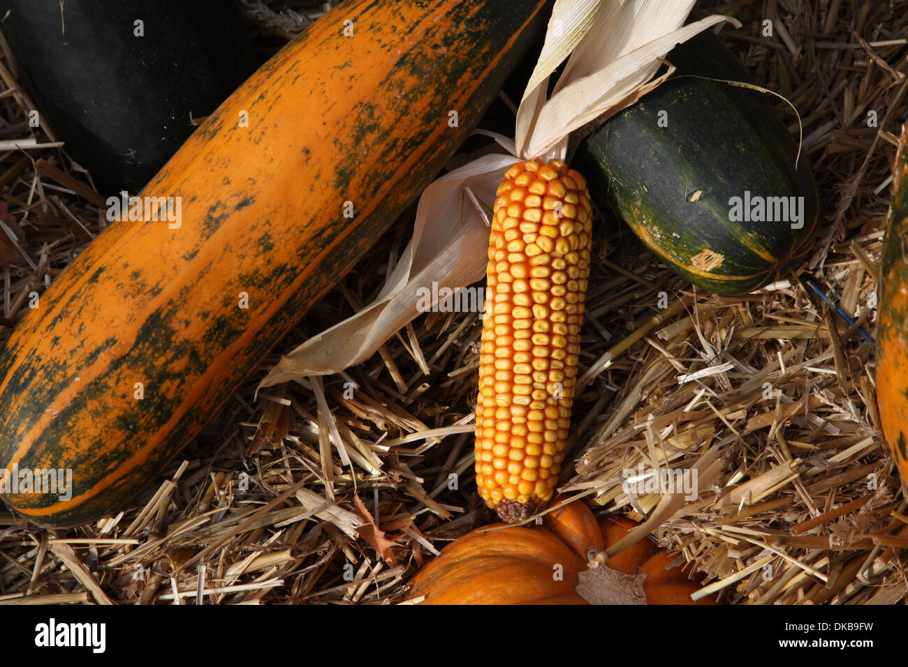 Harvest of maize hi-res stock photography and images - Alamy