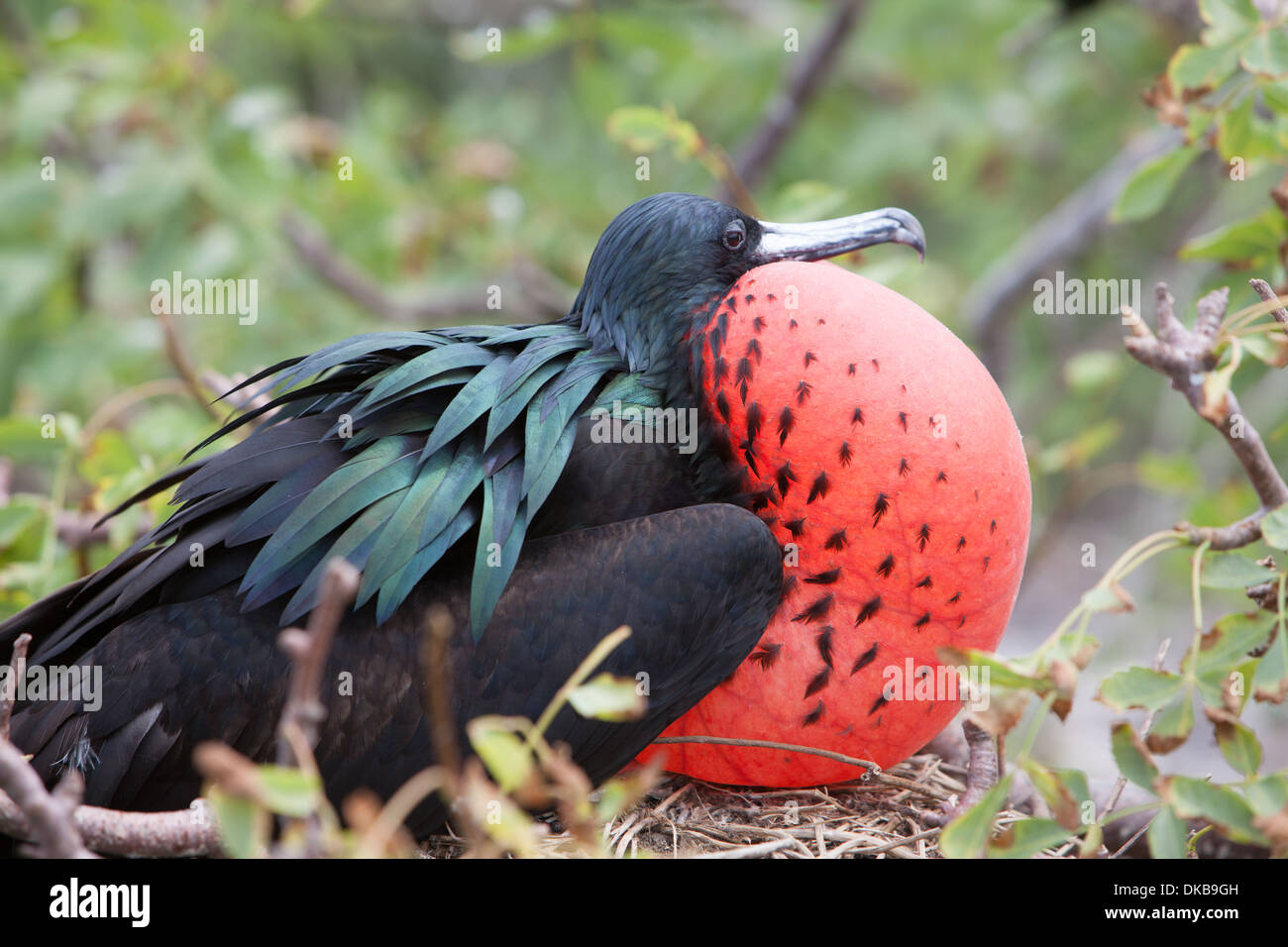 male Frigate bird with inflated gular sac Stock Photo - Alamy