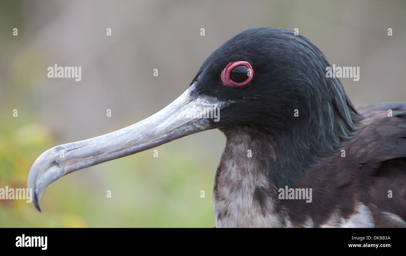 female Frigate bird Stock Photo - Alamy
