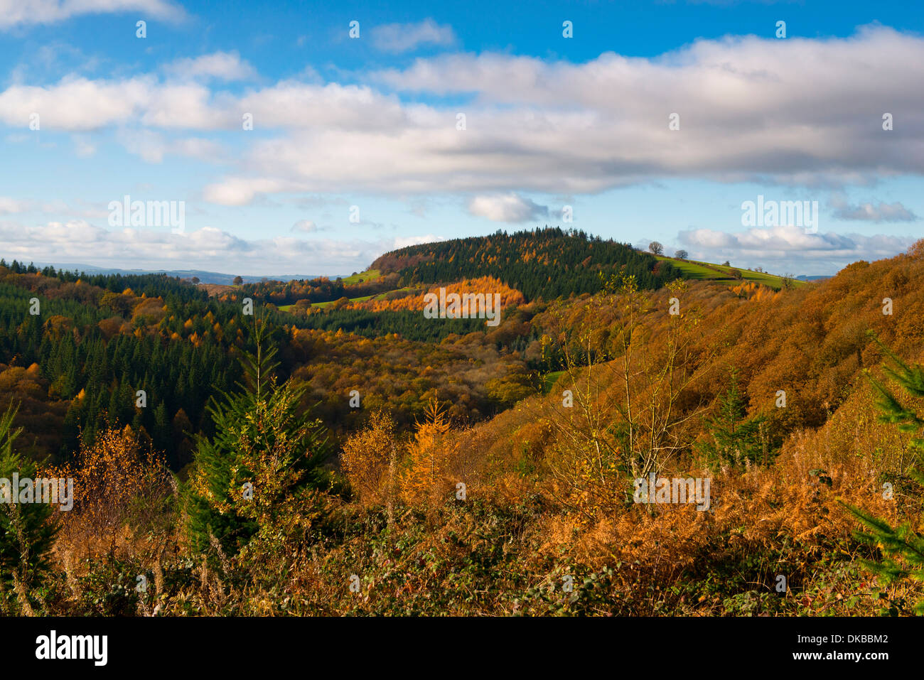 Mortimer forest ludlow hi-res stock photography and images - Alamy