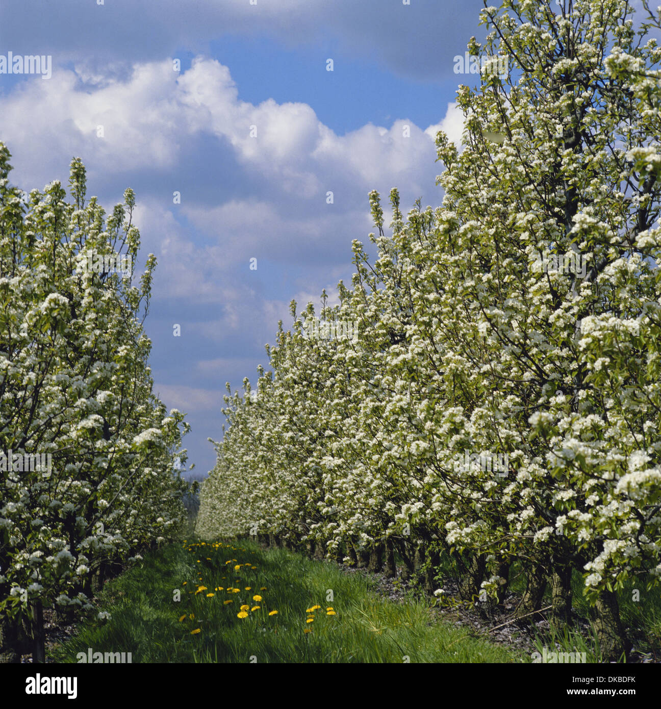 Apple blossom in Kentish orchard in spring, Kent England UK Stock Photo ...
