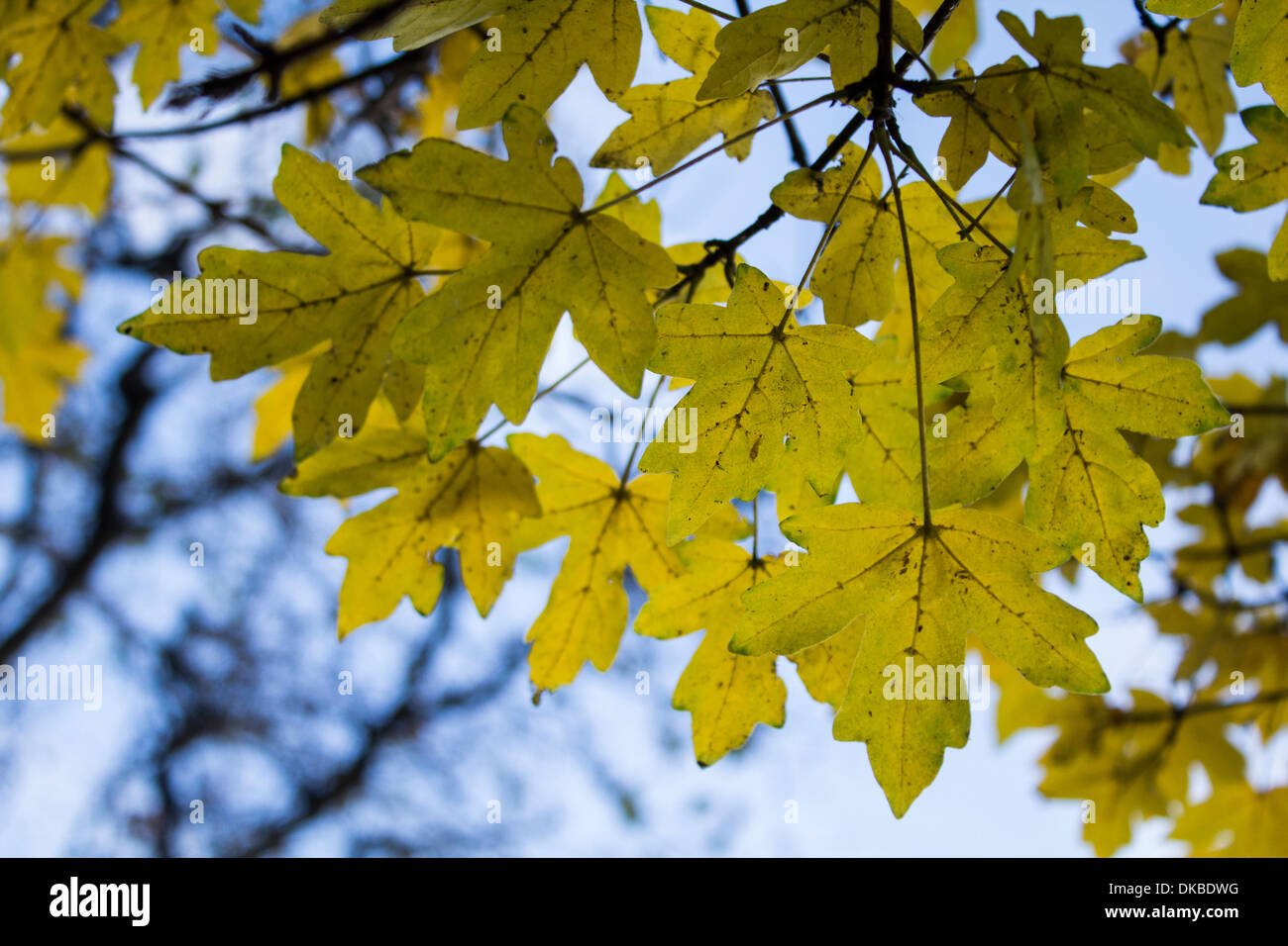 Leaves in breeze High Resolution Stock Photography and Images - Alamy