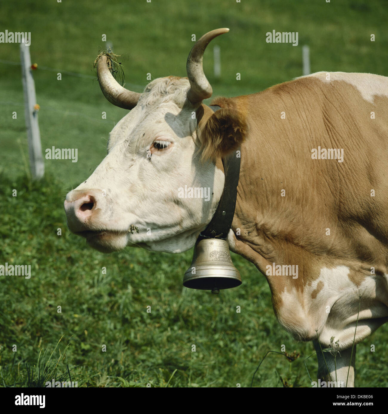 Alpine cow with brass bell near Wengen Switzerland Stock Photo - Alamy