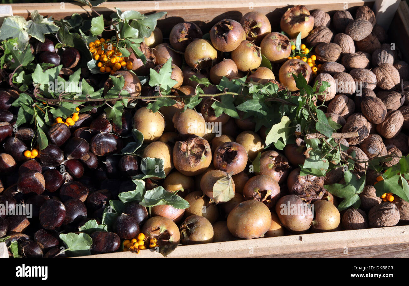 Maroon fruit hi-res stock photography and images - Alamy