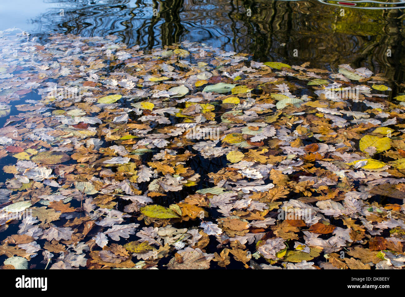 Leaf flow laid over water The sunlight and reflection over water ...