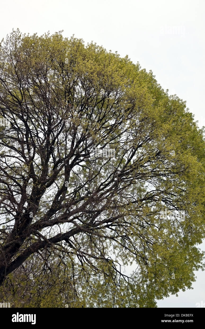 Foliage ash tree hi-res stock photography and images - Alamy
