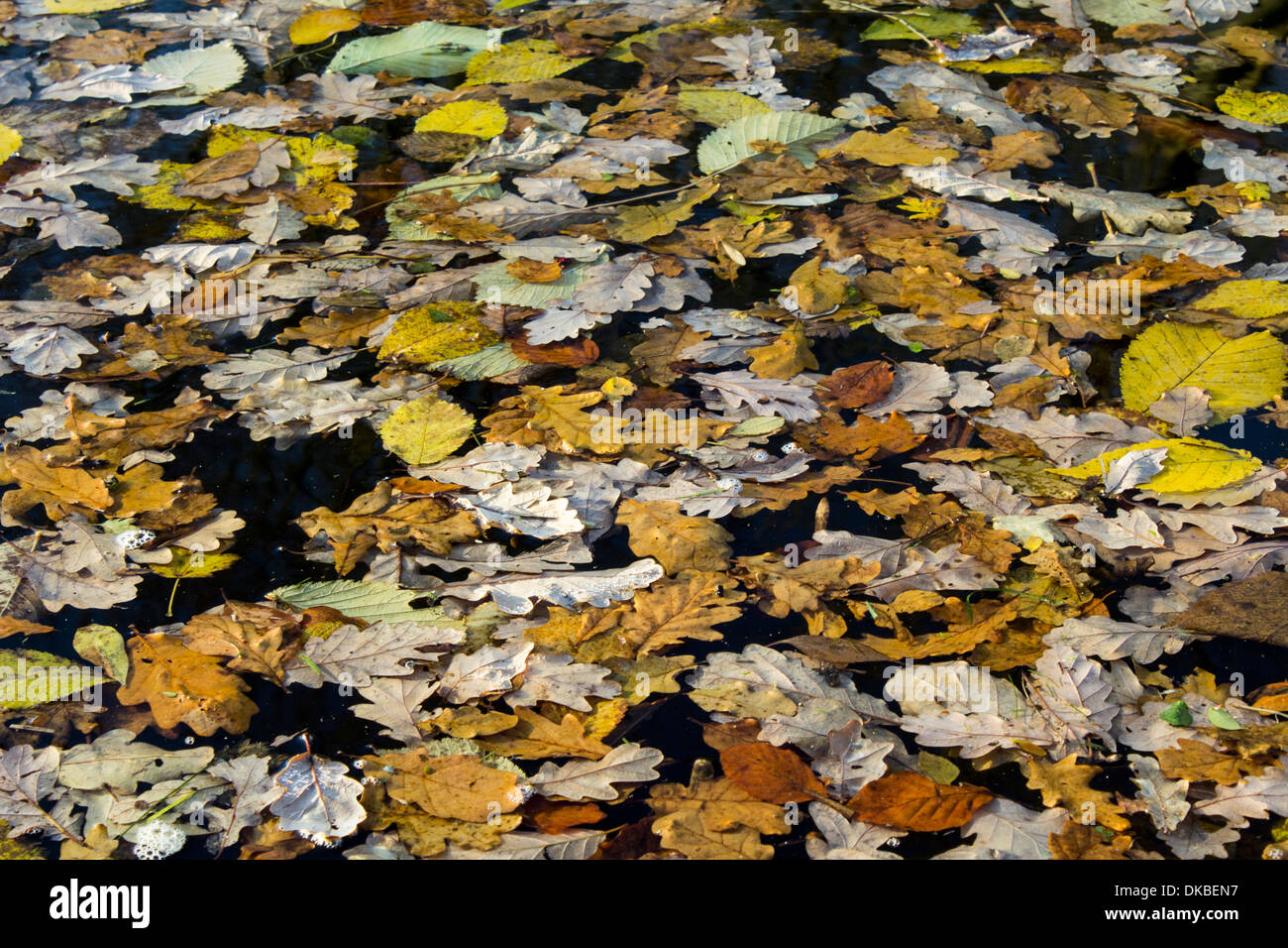 Leaf flow laid over water The sunlight and reflection over water ...