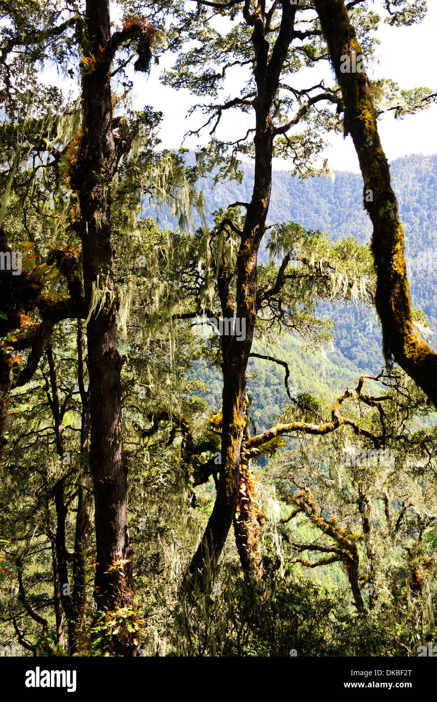 Hike in paro hi-res stock photography and images - Alamy