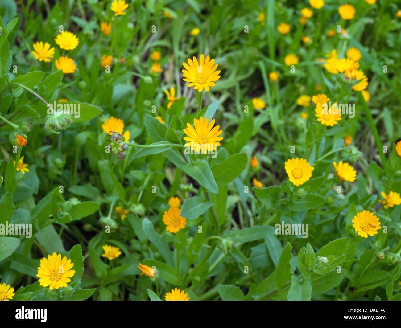 Wild Calendula Plant Single Orange Calendula Seeds – West Coast