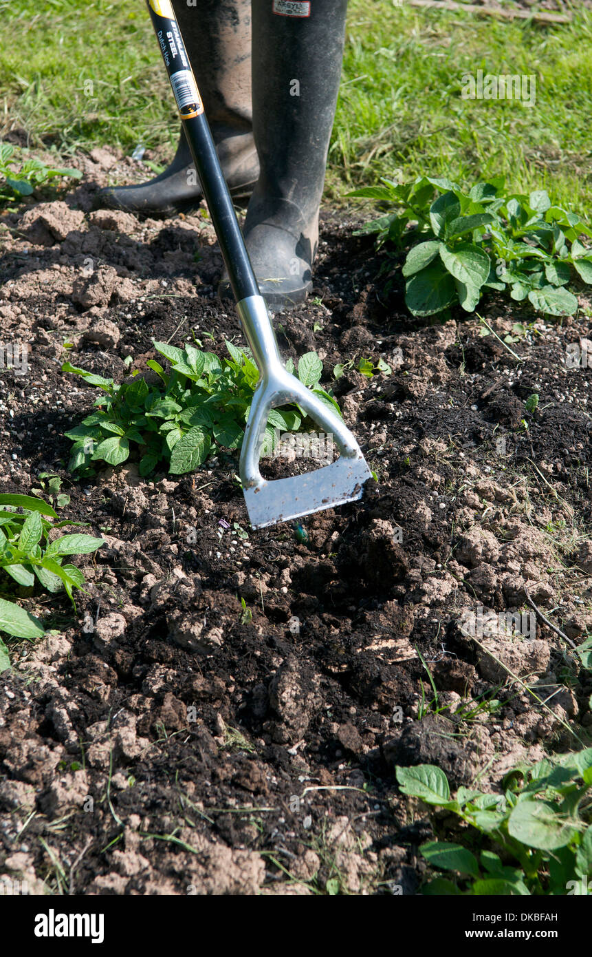 Using a hoe in a garden, UK Stock Photo - Alamy