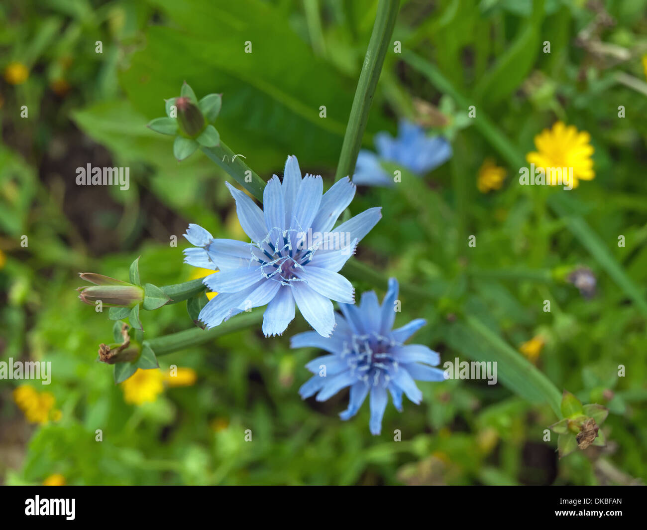 Flowers of wild chicory Stock Photo - Alamy